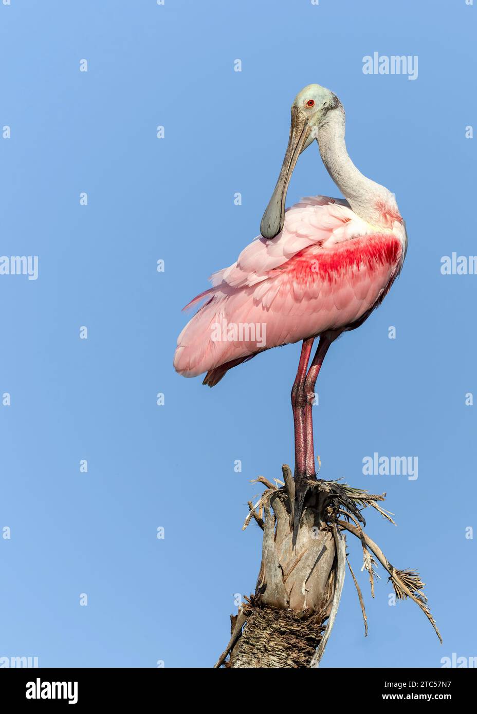 Roseate Spoonbill (Platalea ajaja) perched on the stump of a palm tree - Florida Stock Photo - Alamy