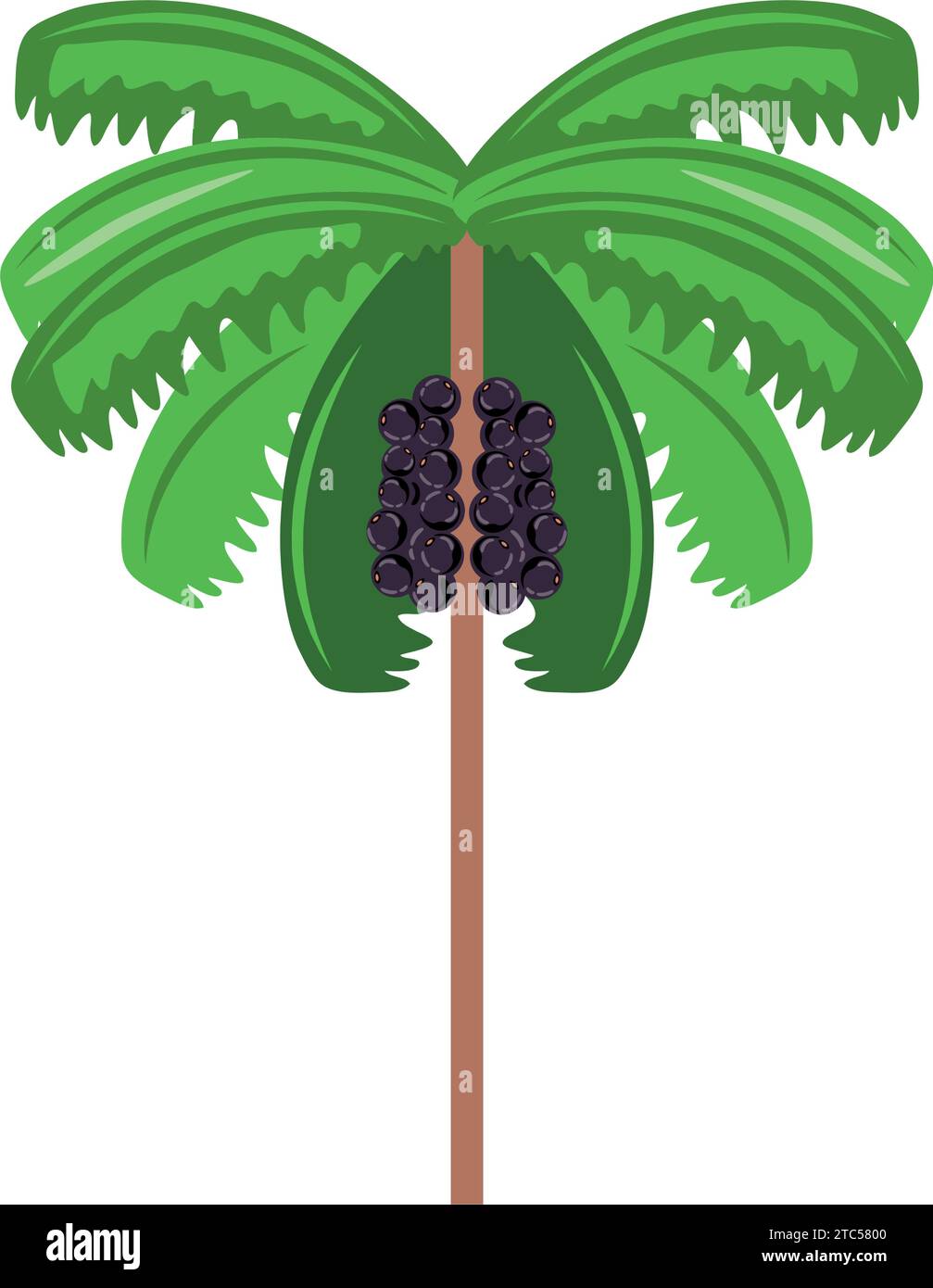 acai fruit palm tree Stock Vector Image & Art - Alamy