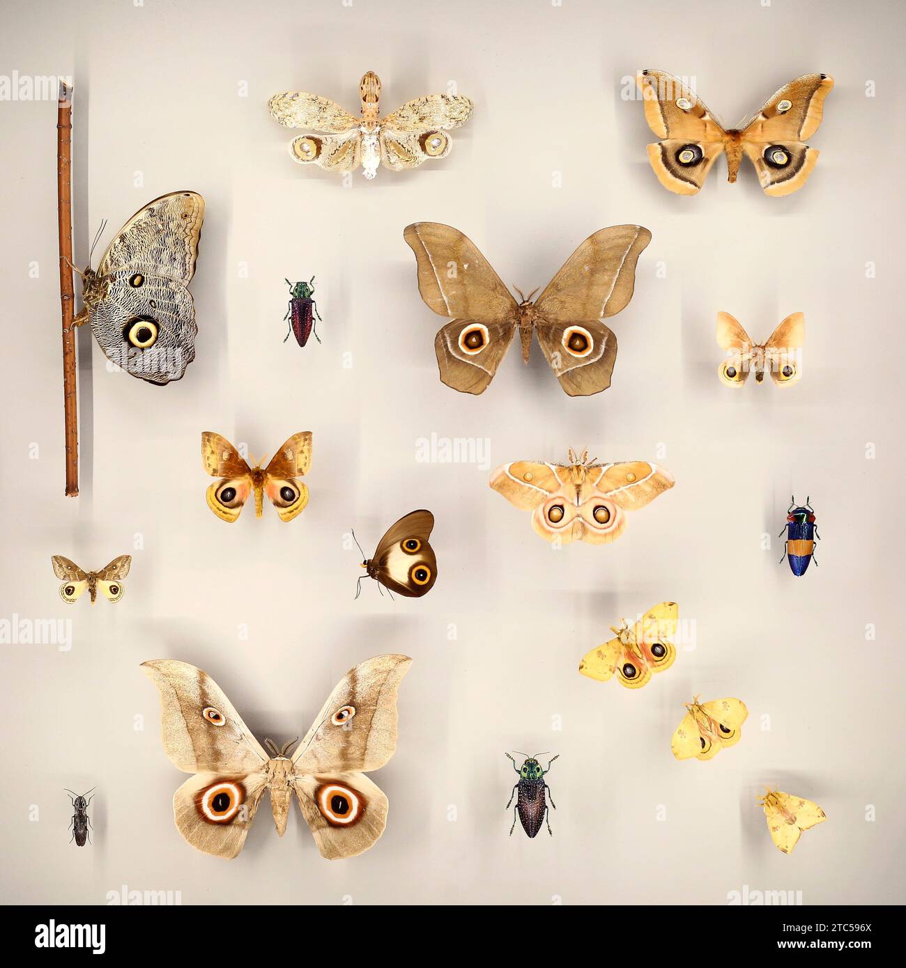 Montreal, Quebec, Canada. 10th Dec, 2023. Recent research suggesting ...