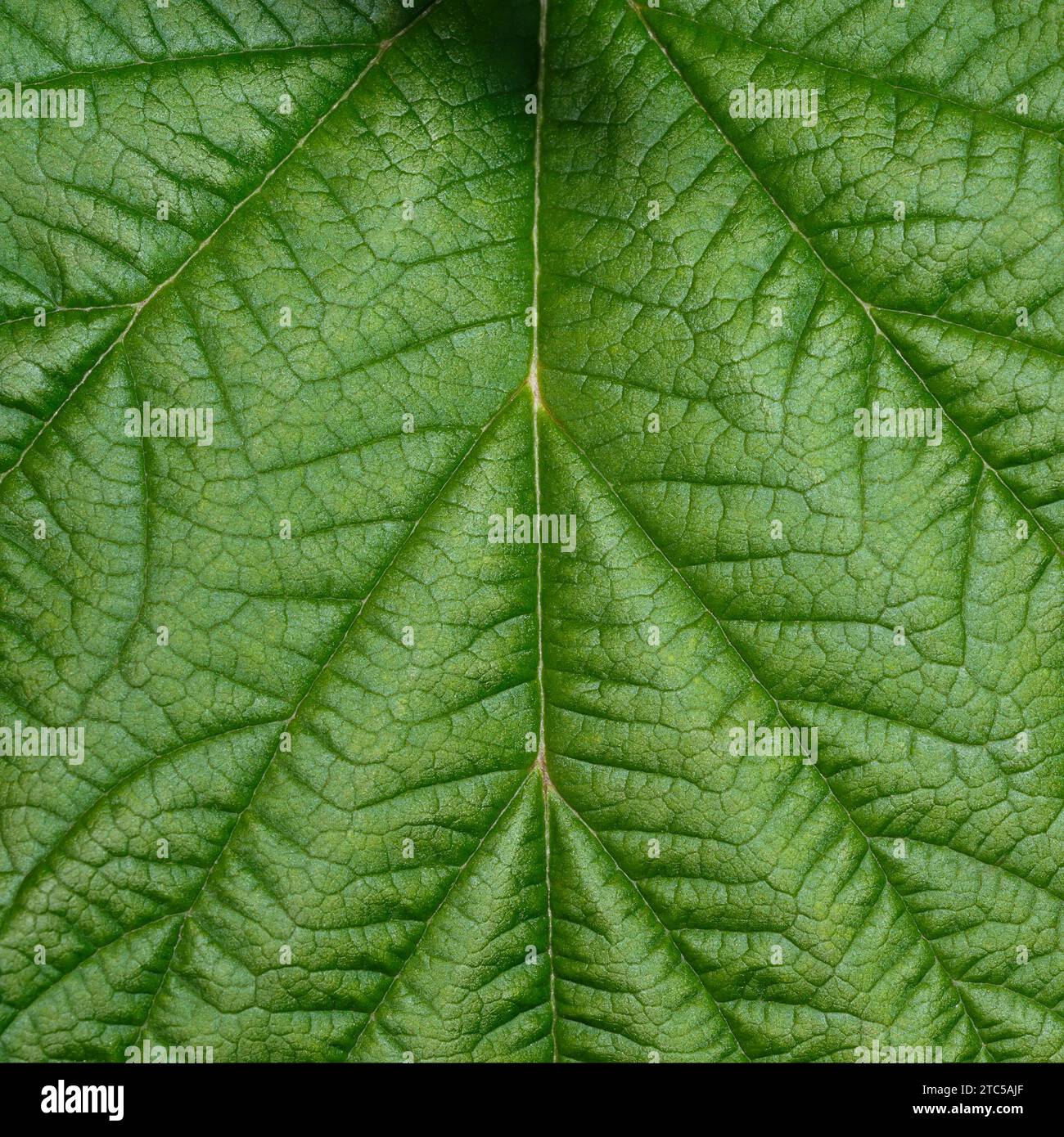 Wallpaper leaf nature green hi-res stock photography and images - Alamy