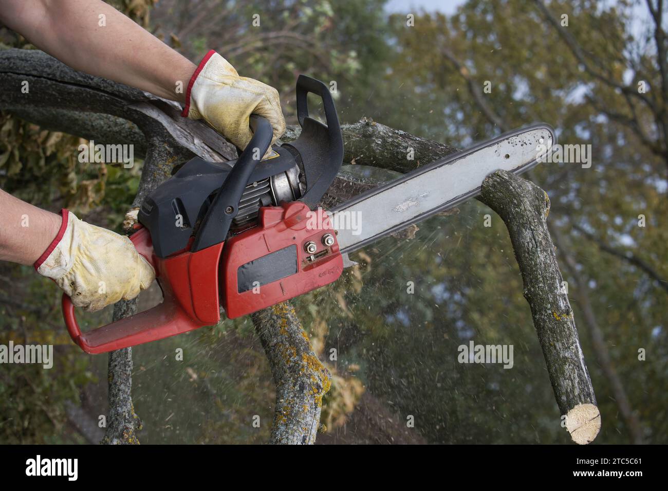 Chainsaw cutting through tree technology hi-res stock photography and ...