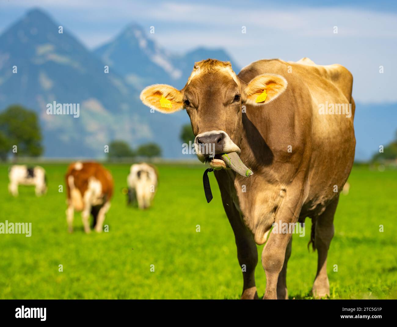 Cow with tongue out licking face. Funny farm animals. Crazy cows. Mad ...