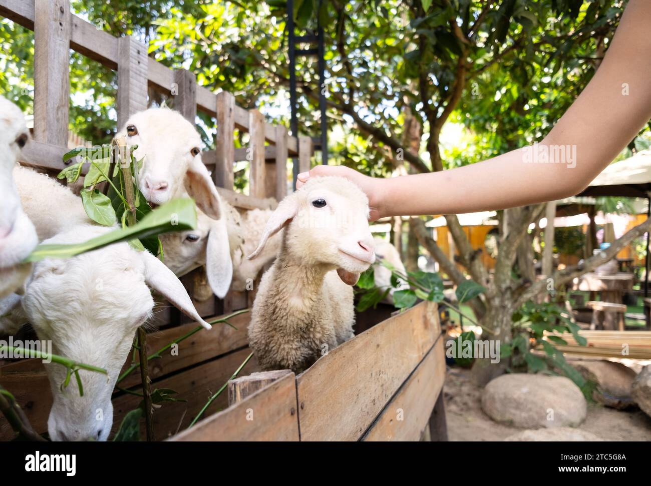 Child is feeding and petting cute little lamb at the zoo Stock Photo ...