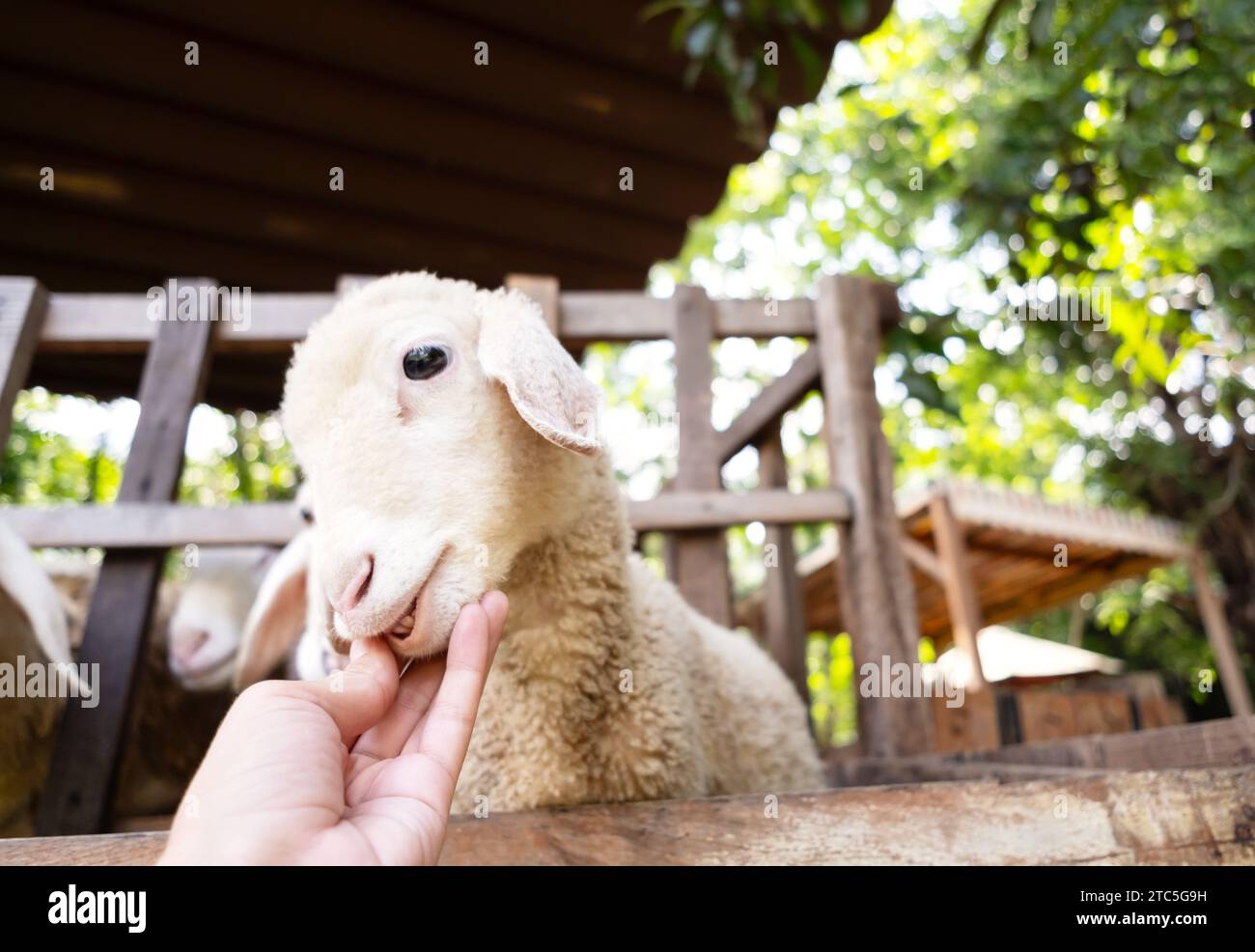 Child is feeding and petting cute little lamb at the zoo Stock Photo ...