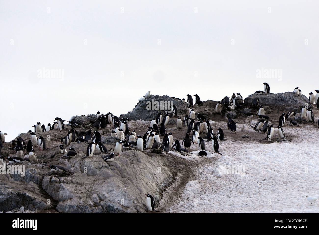 A penguin's colony is visible near Bransfield Strait shore, Antarctica ...