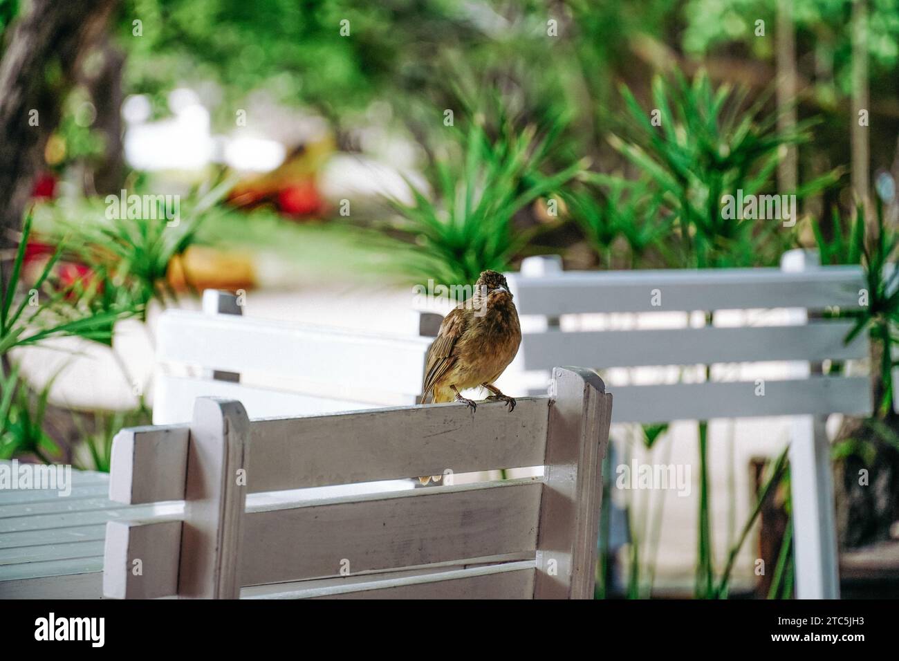 Common garden bird perched on chair. Male house sparrow. Selective ...