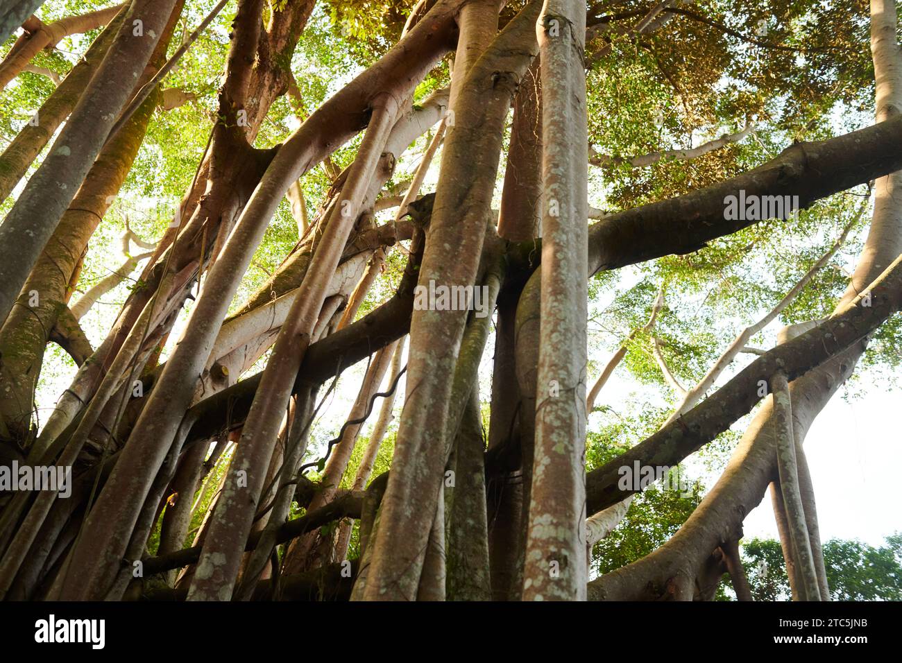 Strong banyan tree hi-res stock photography and images - Alamy