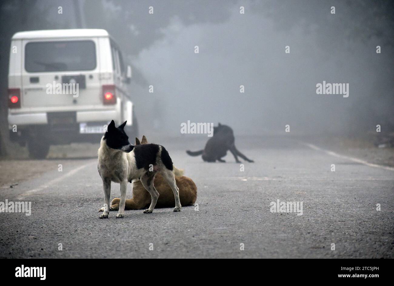 Guwahati, Guwahati, India. 10th Dec, 2023. Street dogs on a foggy ...