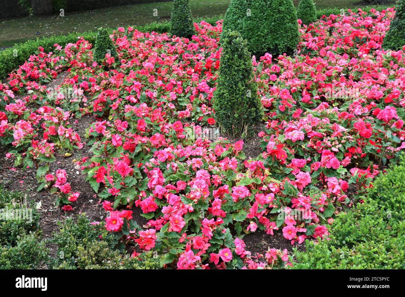 Fiori rosa in giardino hi-res stock photography and images - Alamy