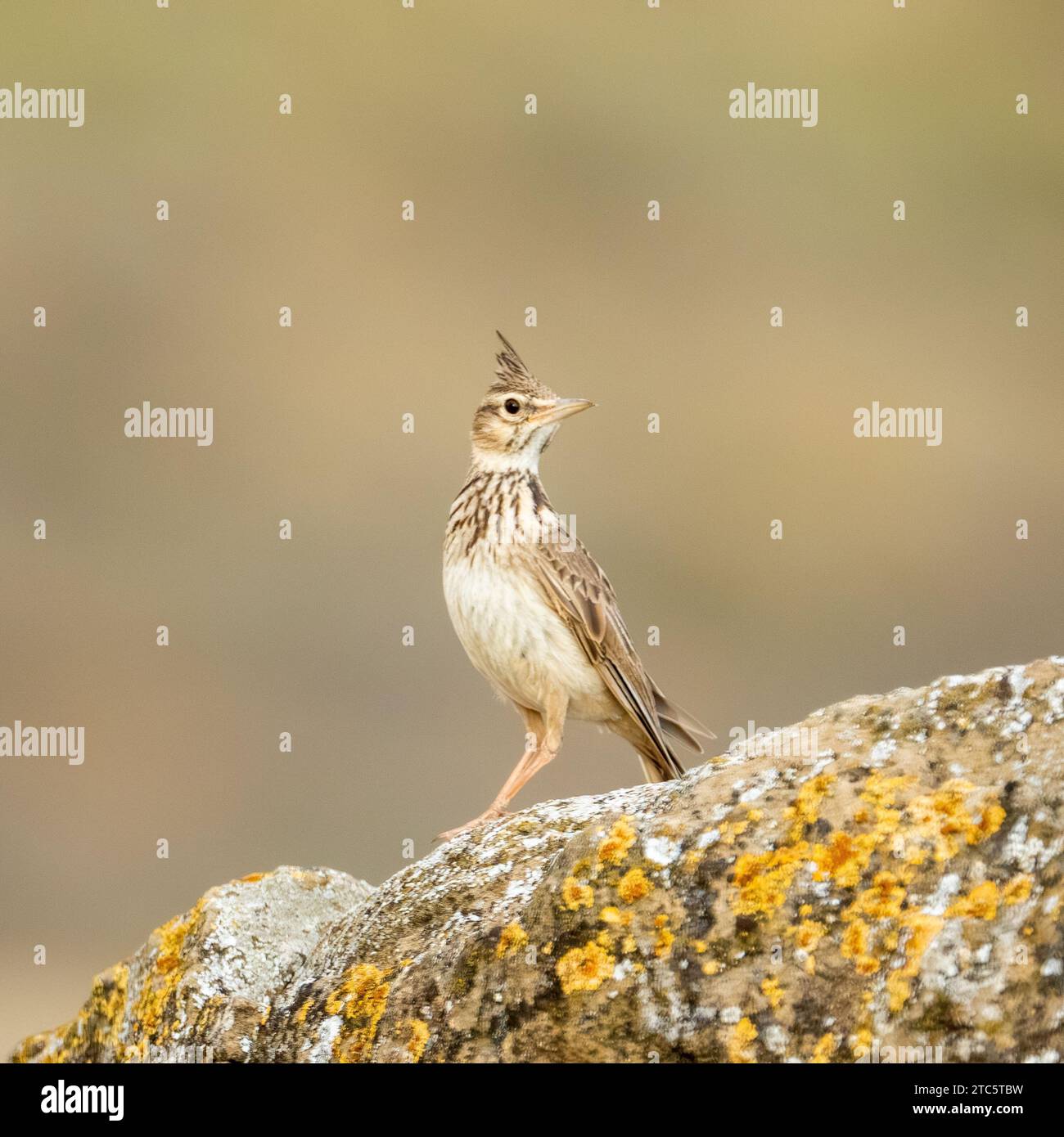 A common crested lark (Galerida cristata) perched atop a gray rock ...