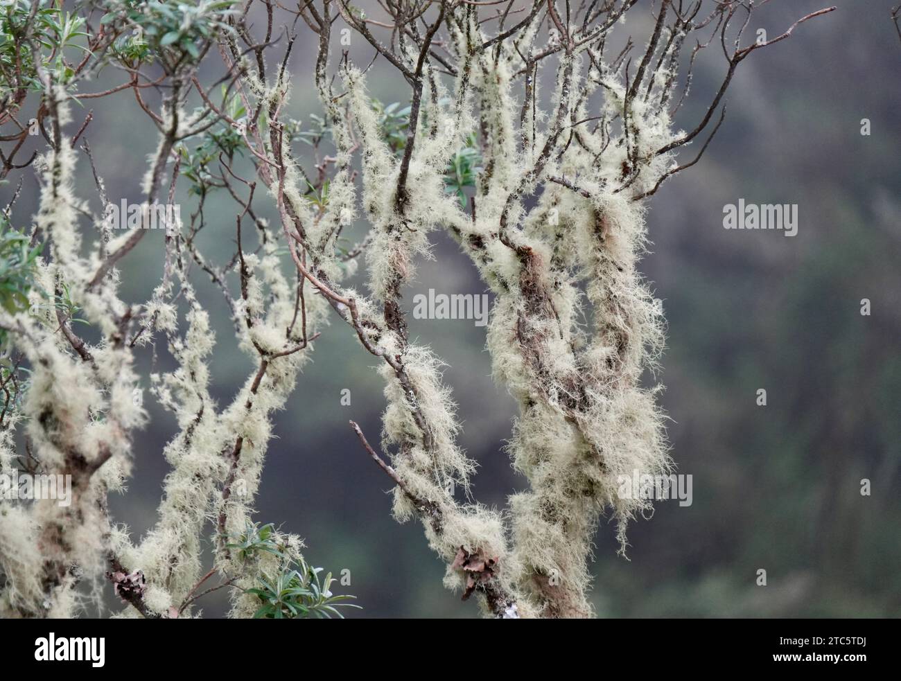 A lush fishbone beard lichen (Usnea filipendula) tree branch in ...
