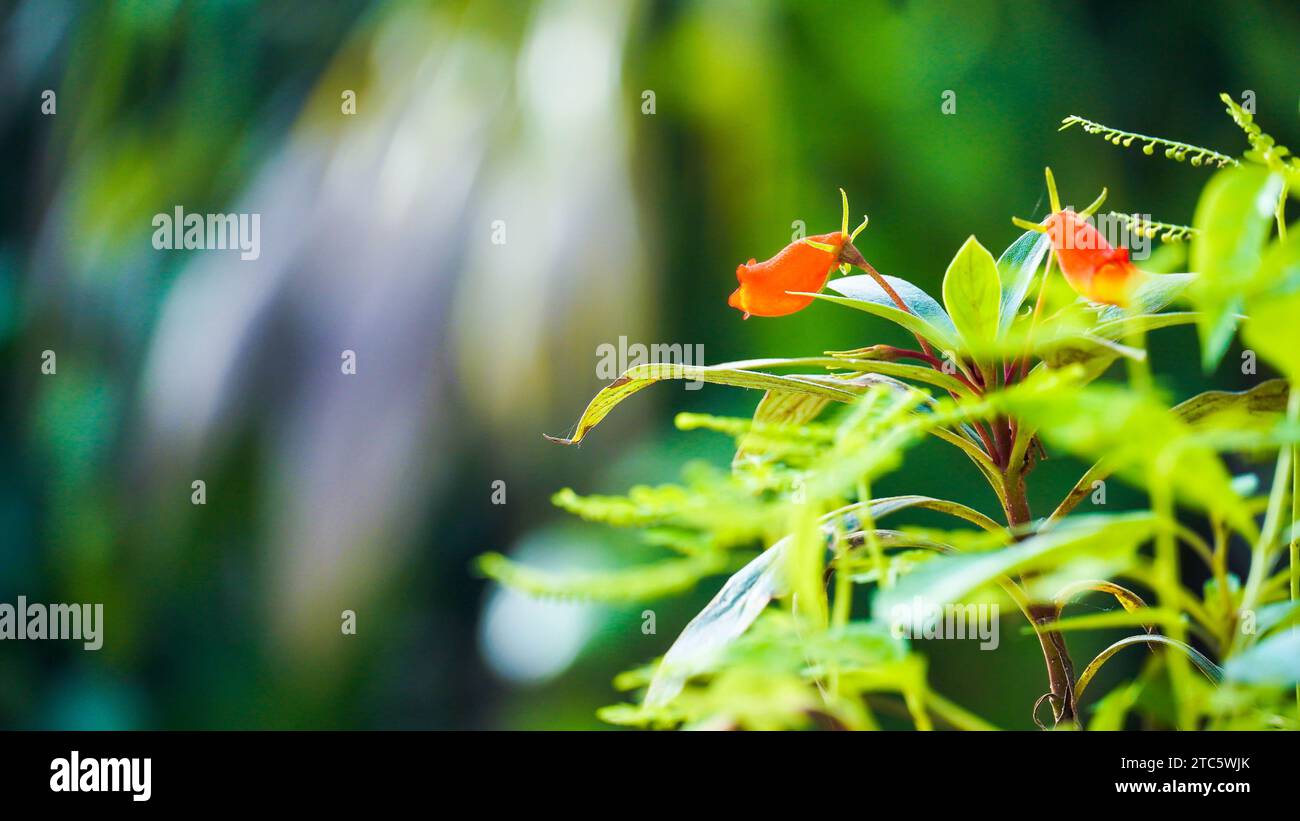 Pitcher flower hi-res stock photography and images - Alamy