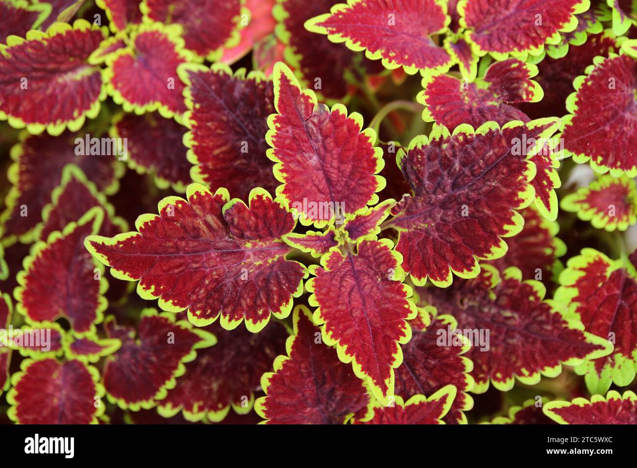 Closeup of Deep Burgundy Red with Yellow Green Edges Leaves of Trusty ...