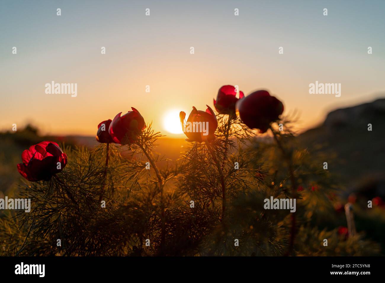 Wild peony is thin leaved Paeonia tenuifolia, in its natural ...