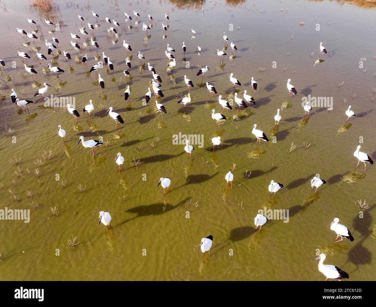 The Oriental storks flock to the wetland in Lianyungang City, east ...