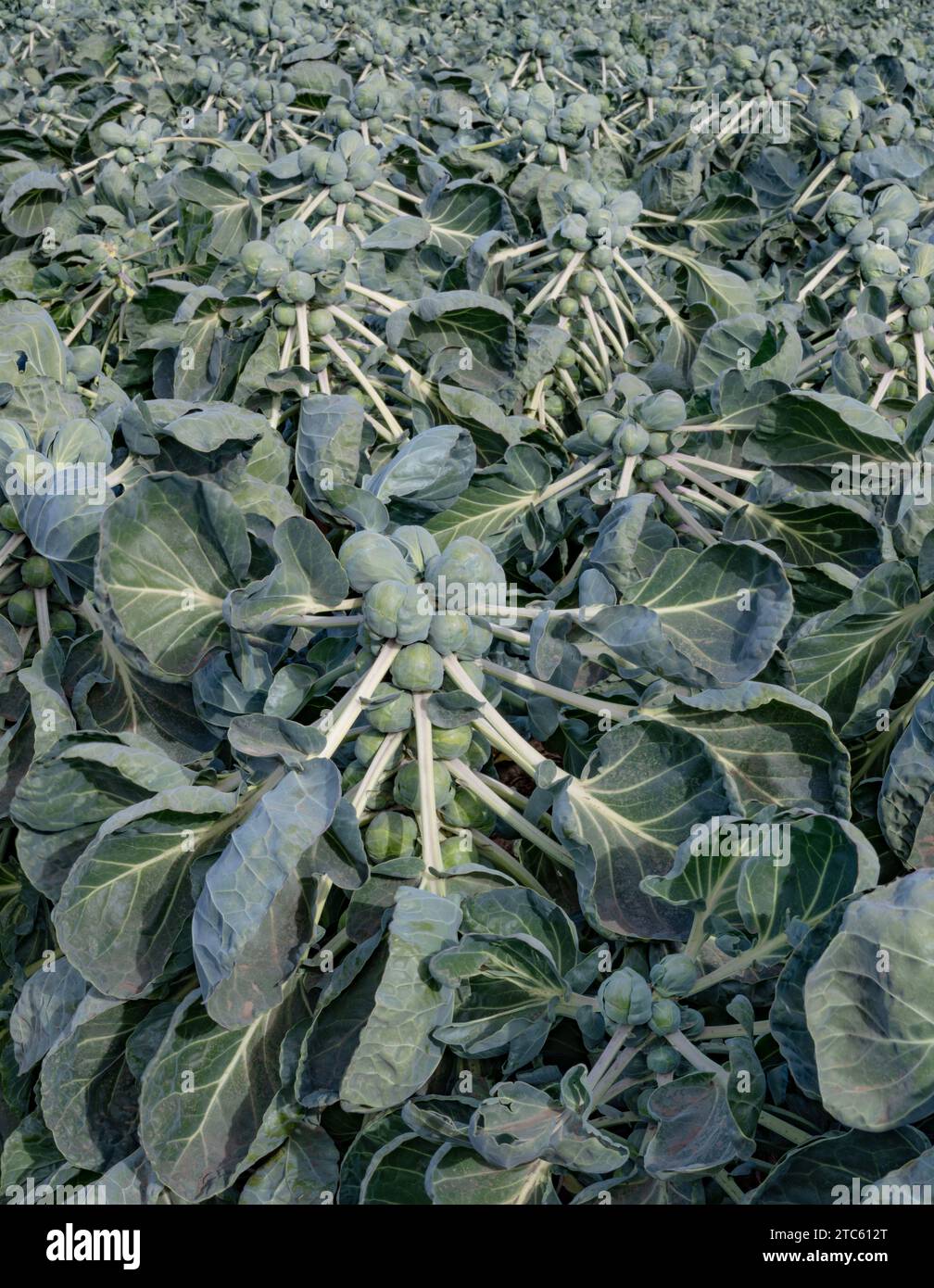 Gemminifera hi-res stock photography and images - Alamy