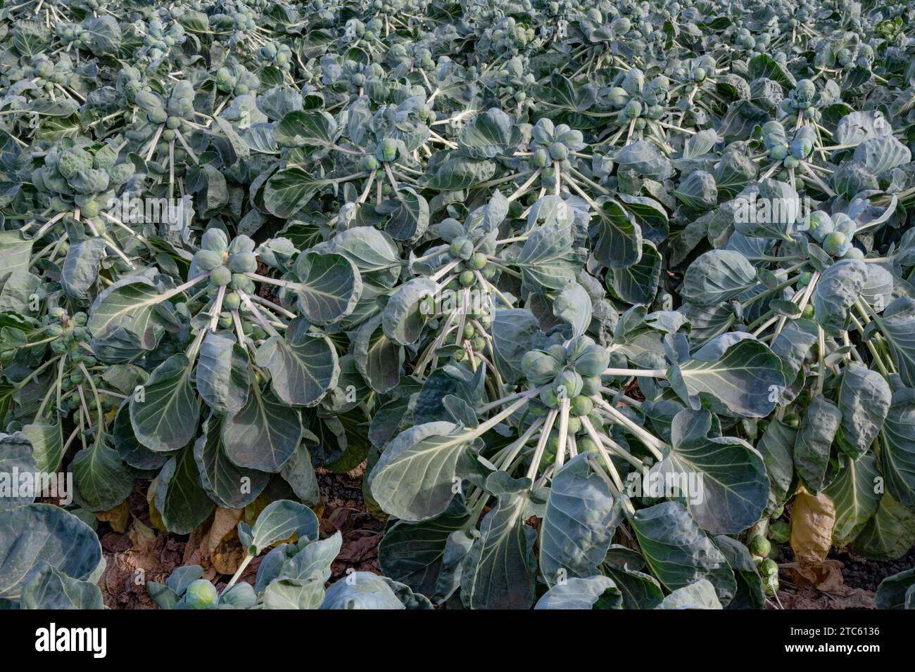 Brussels sprouts ready to harvest in October, Salinas Valley, Monterey ...