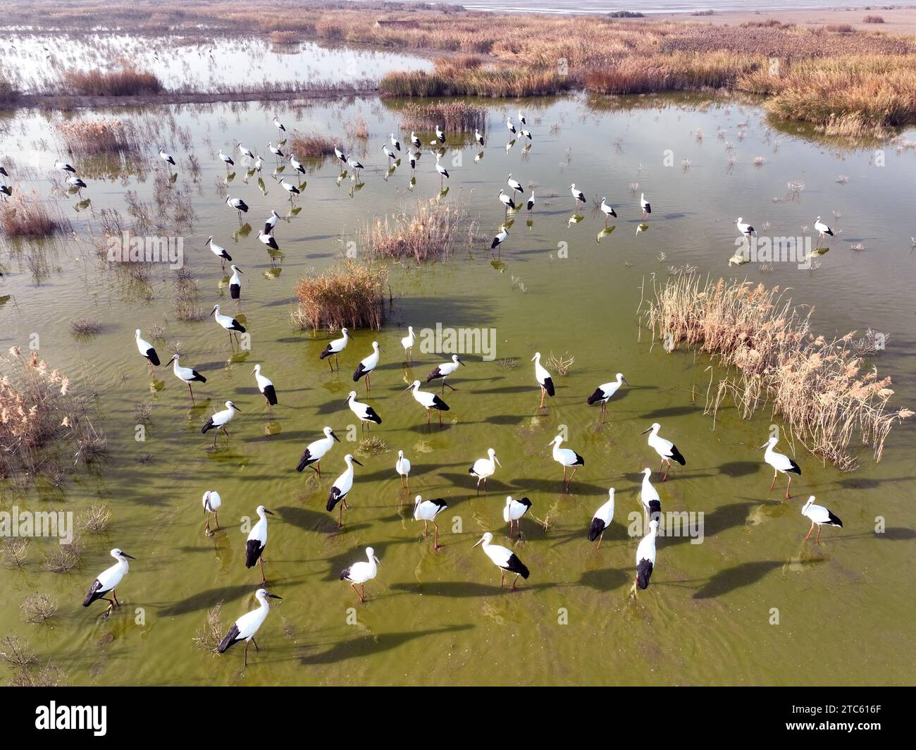 The Oriental storks flock to the wetland in Lianyungang City, east ...