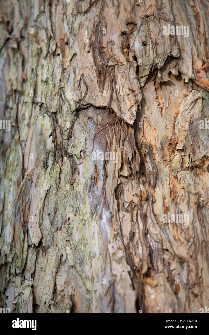 Melaleuca tree bark Wetland in Rayong Thailland Stock Photo - Alamy
