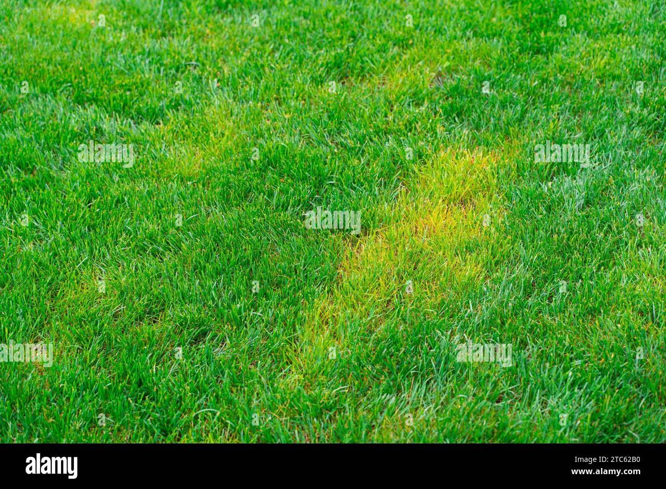 Diseases on the green lawn. Stains of yellowed grass on the lawn after ...