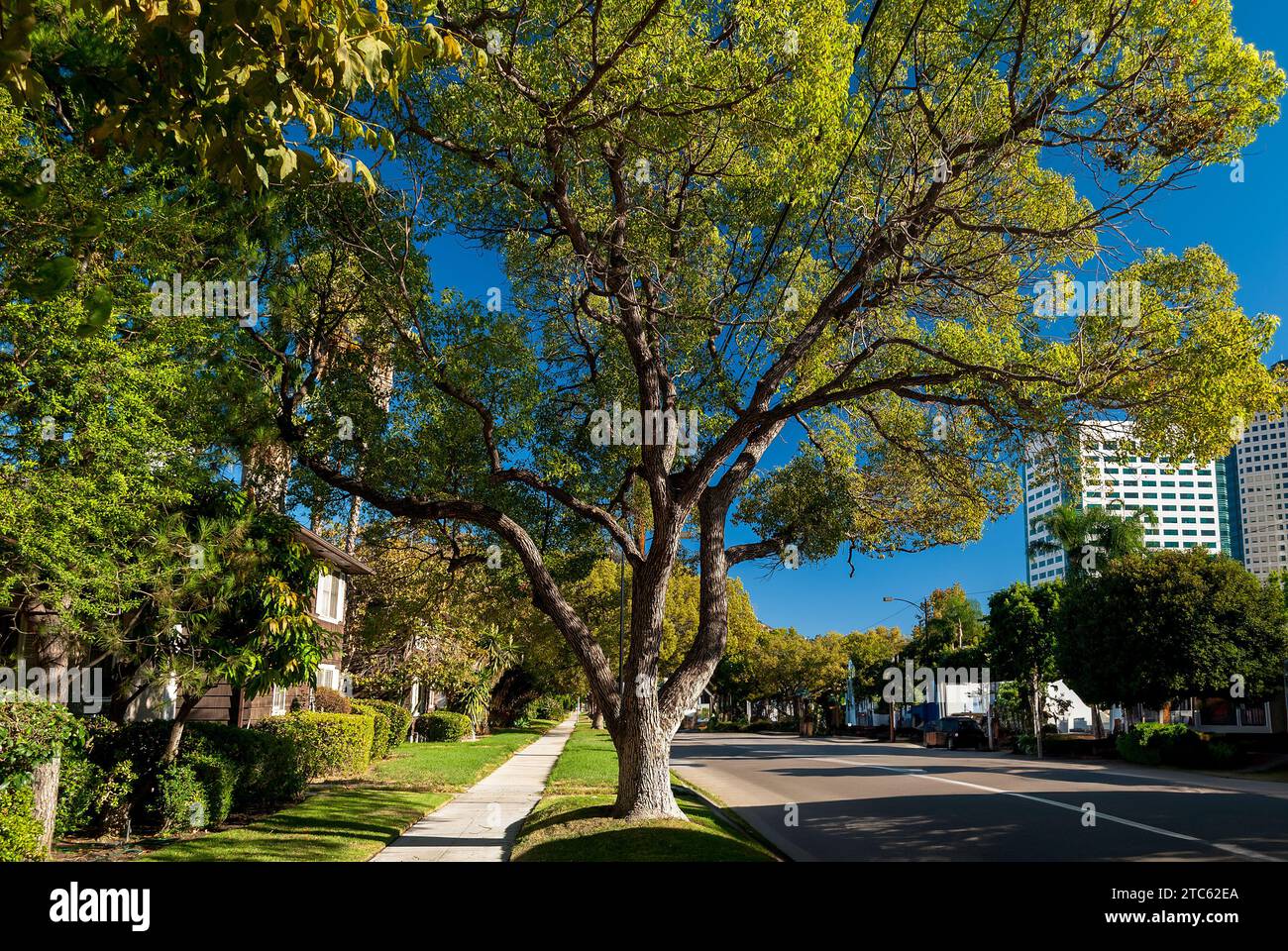 A tranquil scene of a city street lined with trees, with a sidewalk ...