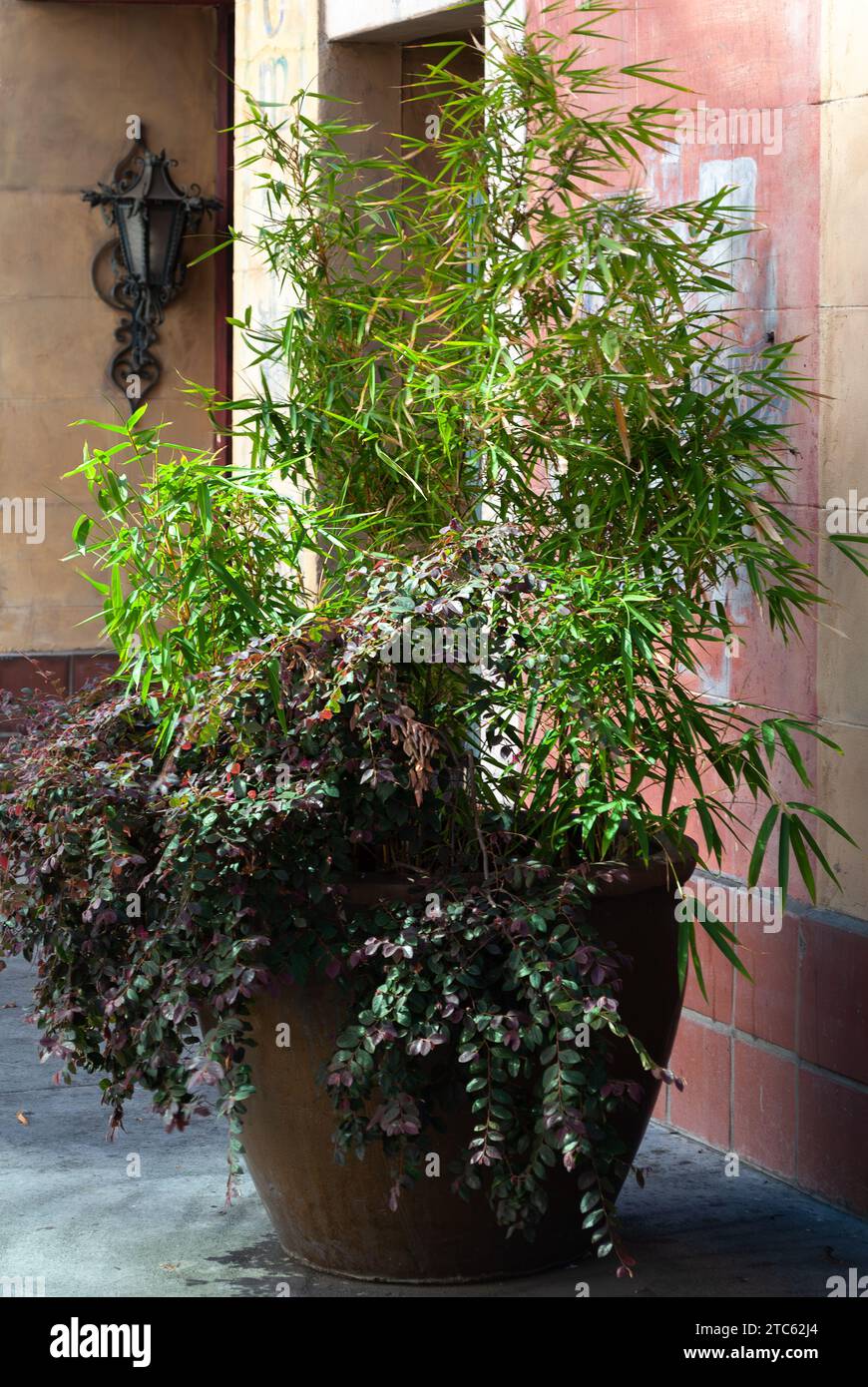 A close-up of a planter with a mix of vibrant bamboo, lush green ...