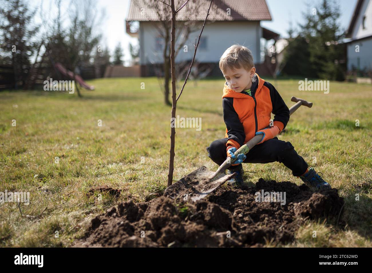 Six-year-old boy in the garden plants tree during sunny spring day ...
