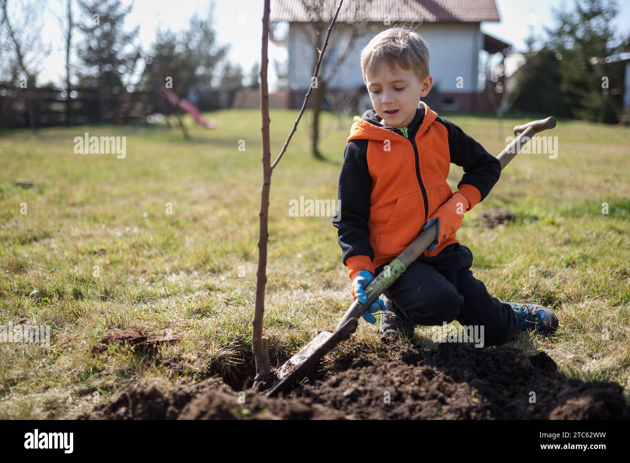 Six-year-old boy in the garden plants tree during sunny spring day ...