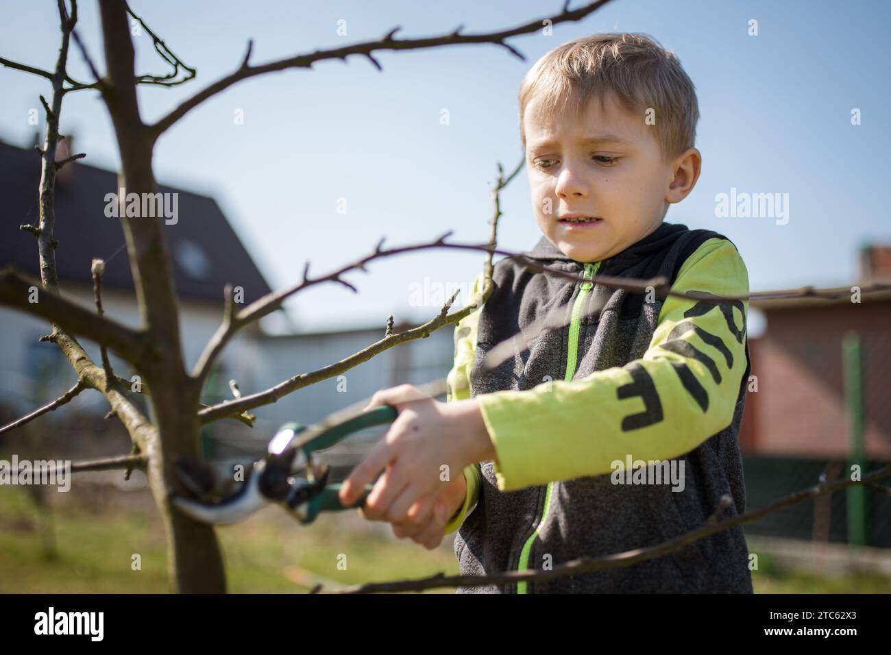 Six-year-old boy in the garden cuts branches of the tree during sunny ...