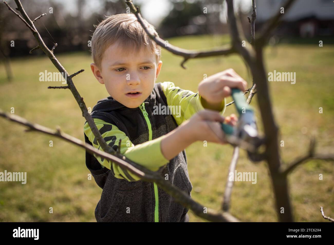Six-year-old boy in the garden cuts branches of the tree during sunny ...