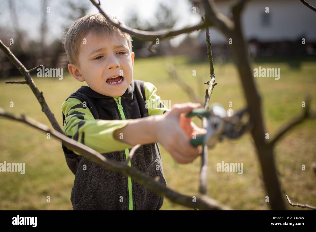 Six-year-old boy in the garden cuts branches of the tree during sunny ...