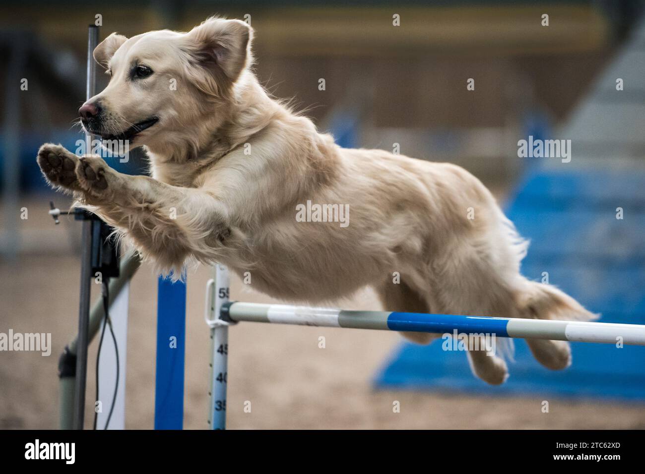 The dog overcomes the obstacle during the agility competition Stock ...