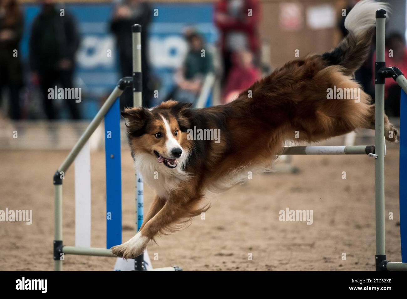 The dog overcomes the obstacle during the agility competition Stock ...