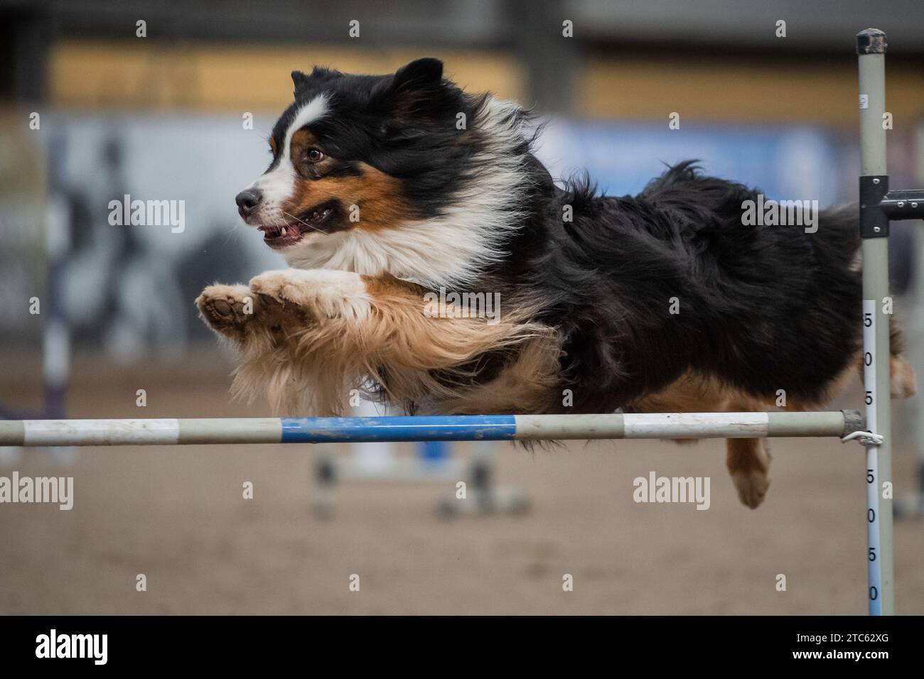 The dog overcomes the obstacle during the agility competition Stock ...