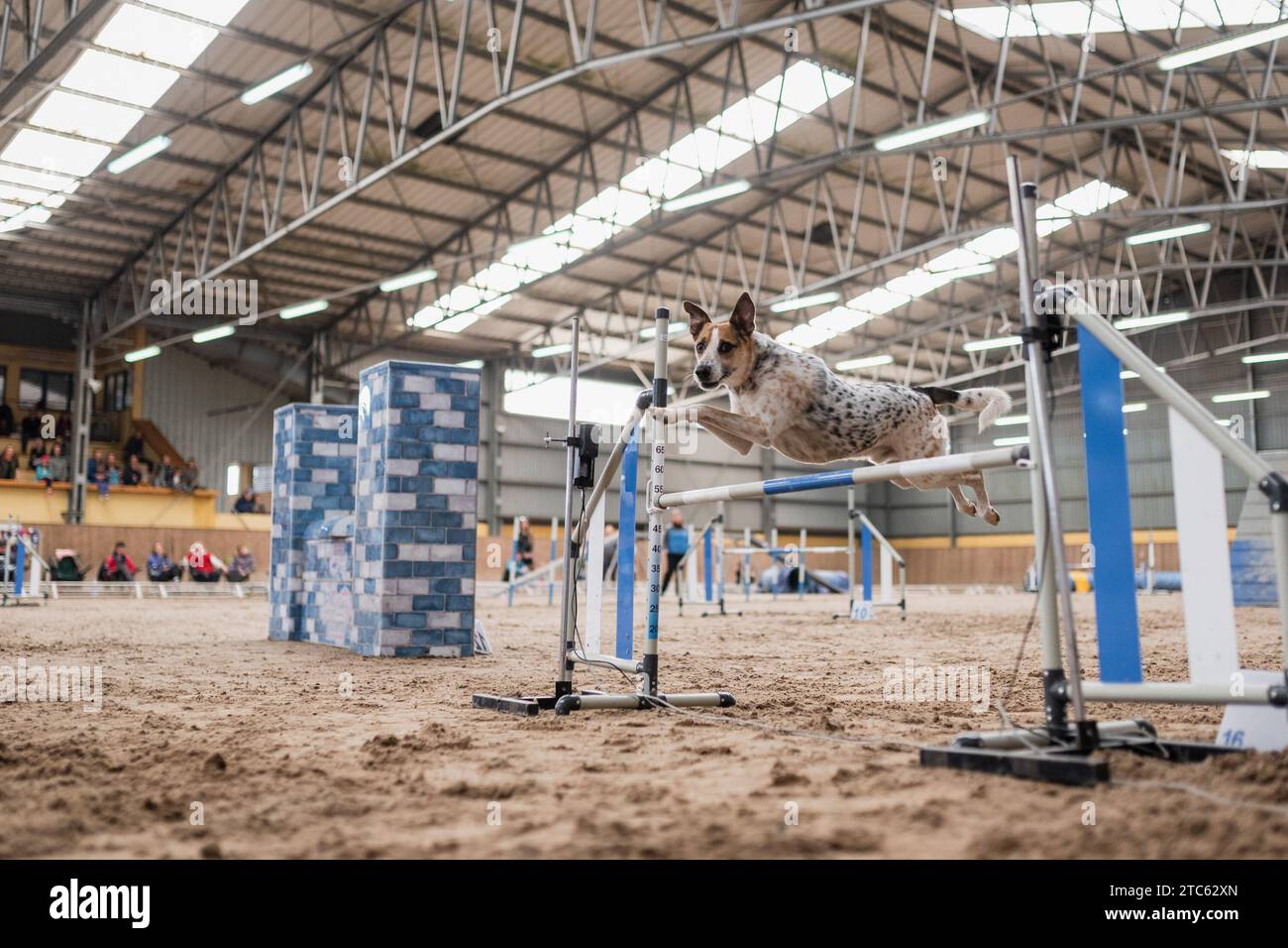 The dog overcomes the obstacle during the agility competition Stock ...