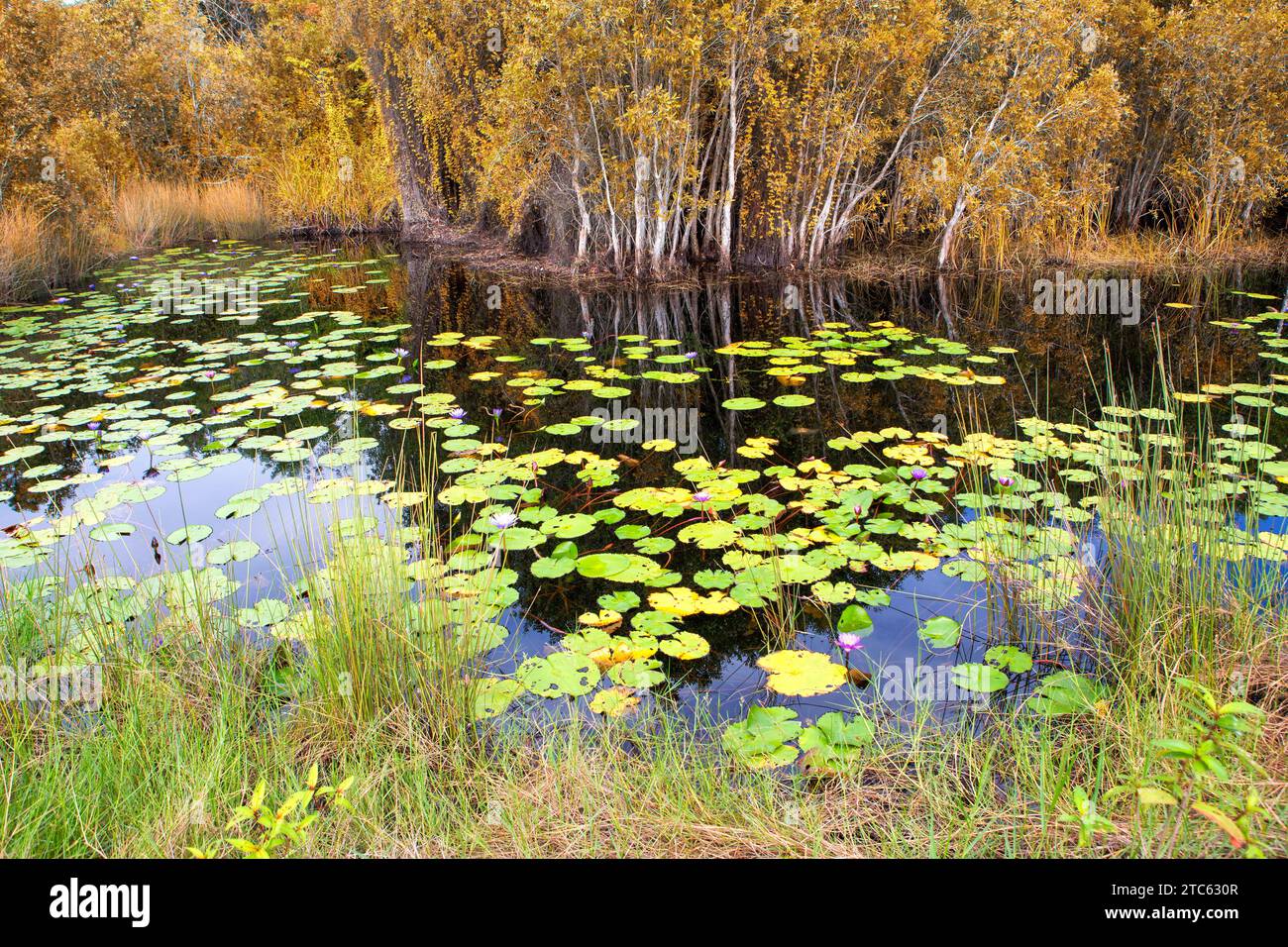 Lotus tree hi-res stock photography and images - Alamy