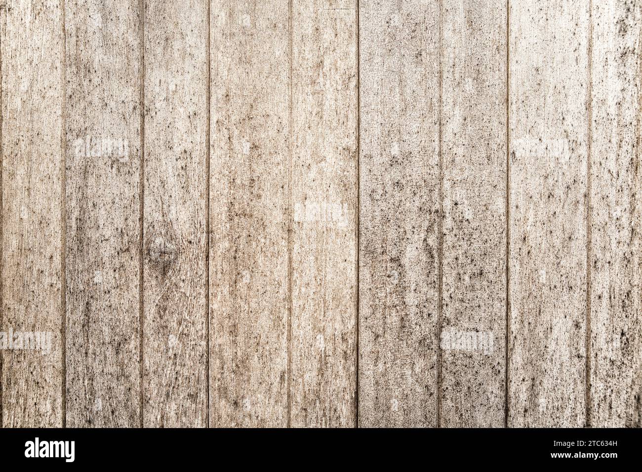 Wood board with fungus texture and background Stock Photo - Alamy