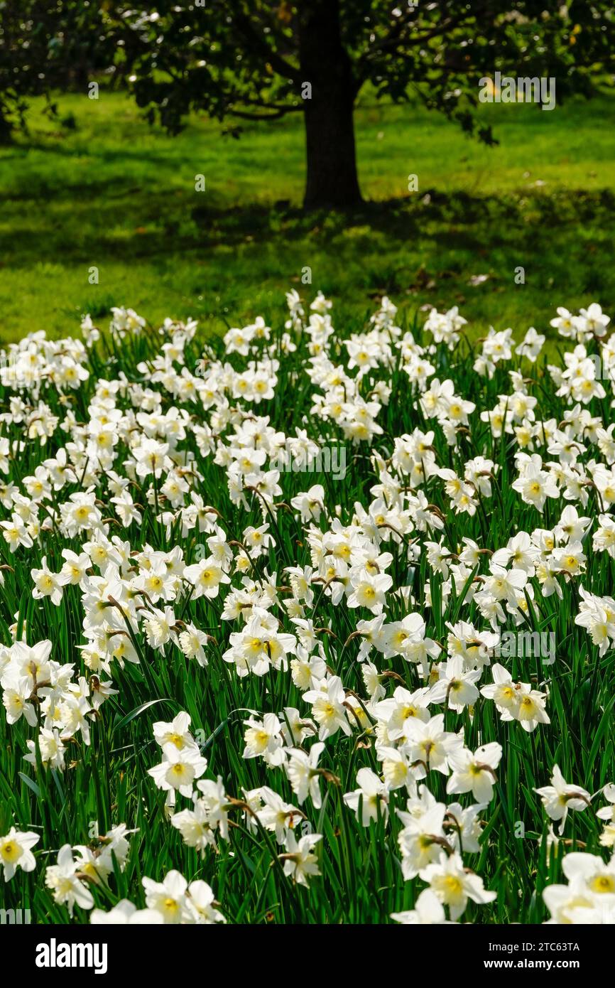 Narcissus Ice Follies, daffodil Ice Follies, creamy-white flowers broad ...