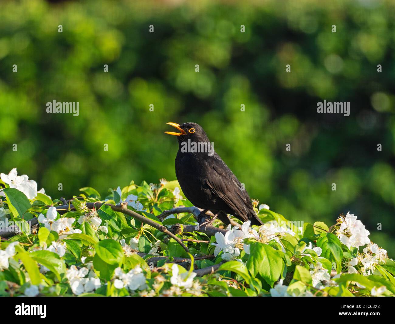 Common blackbird Turdus merula, male singing, perched on a weeping ...