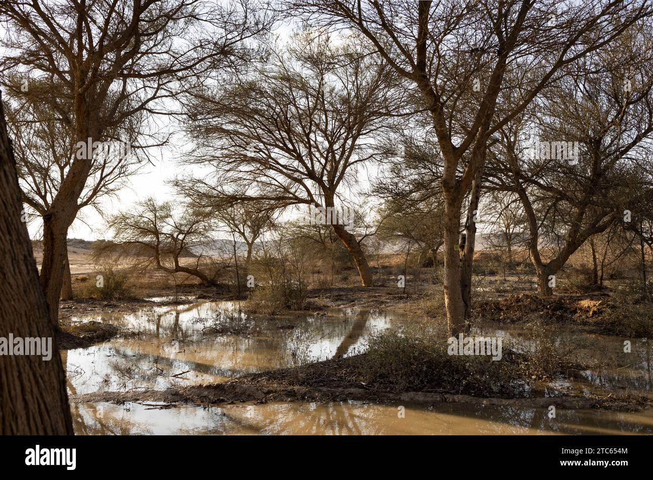 Trees in the Negev desert are irrigated using the Liman irrigation ...