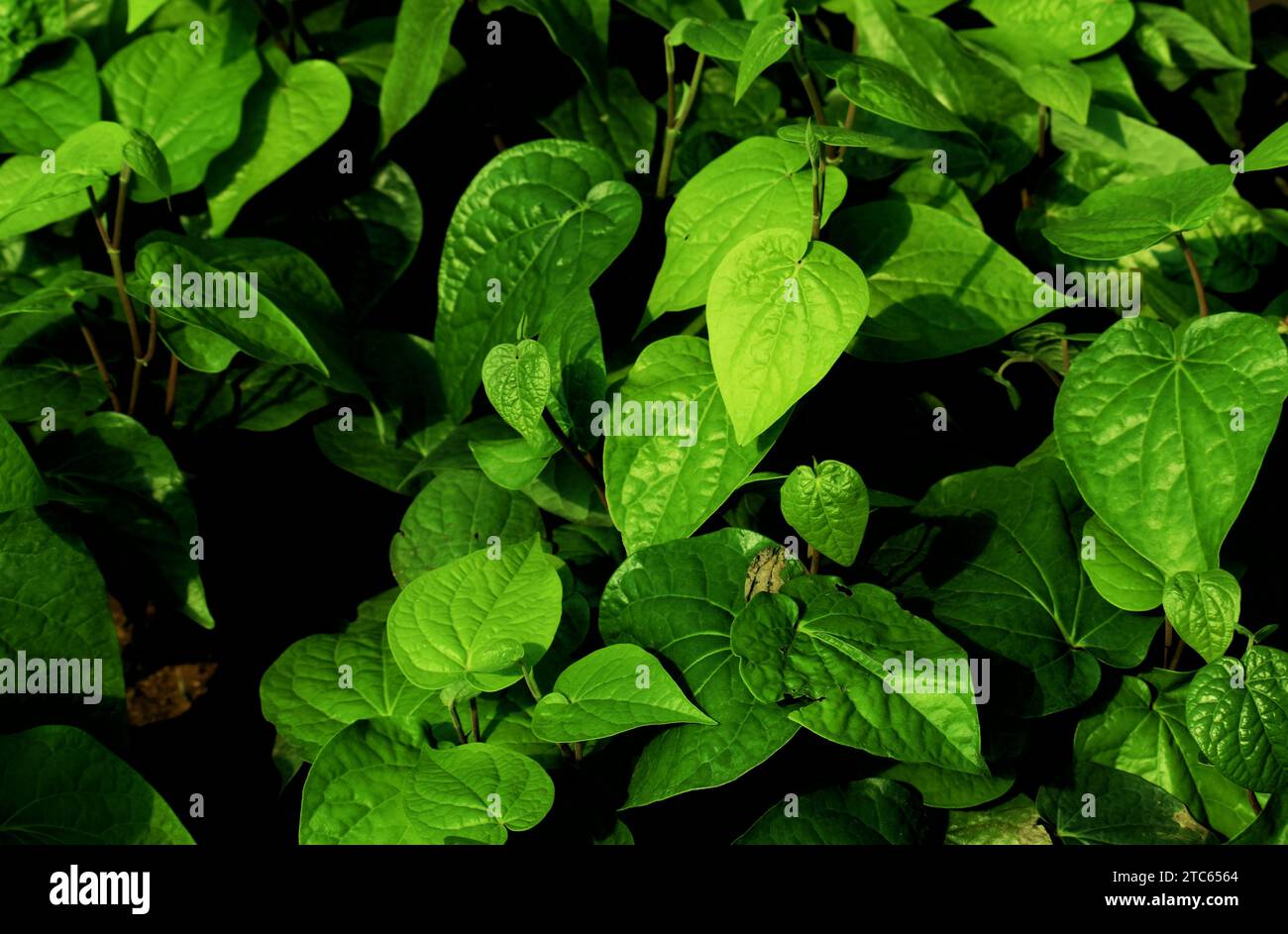 Betel leaf hi-res stock photography and images - Alamy