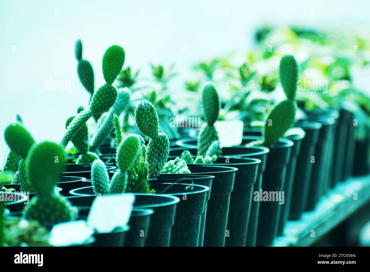 Huge varieties of rare exotic succulents and cactus plants available in ...