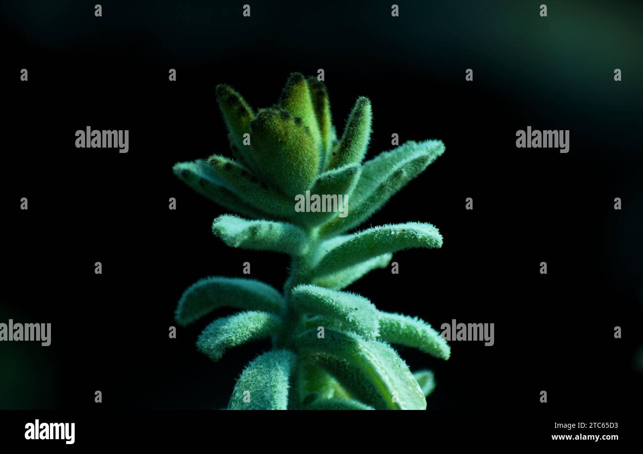 Huge varieties of rare exotic succulents and cactus plants available in ...