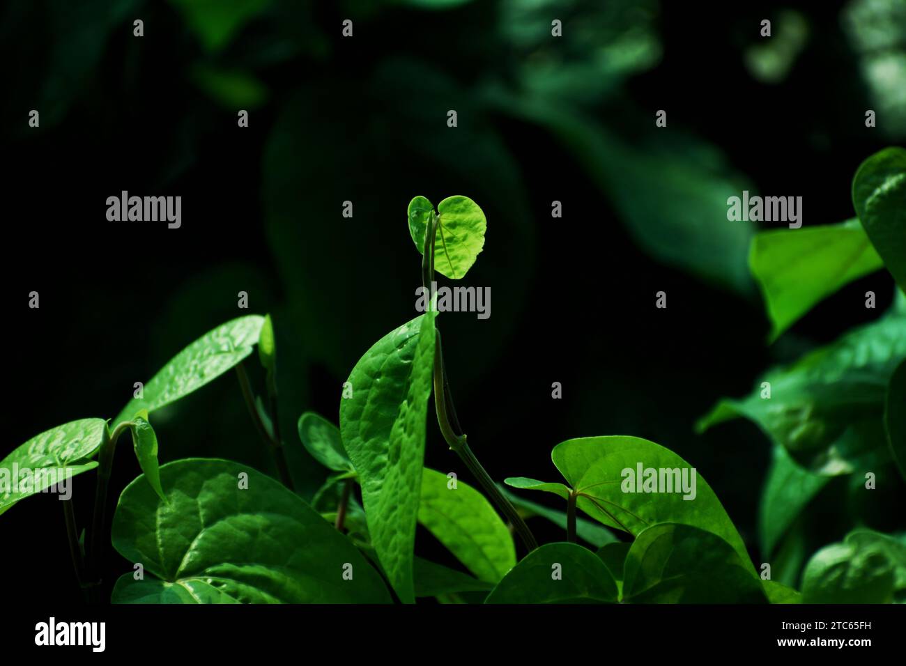 Betel leaf hi-res stock photography and images - Alamy