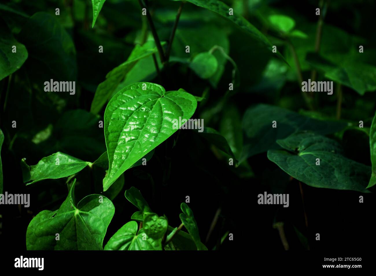 Fresh tender leaves of Piper betle in farm. (Common name: Betel leaf ...