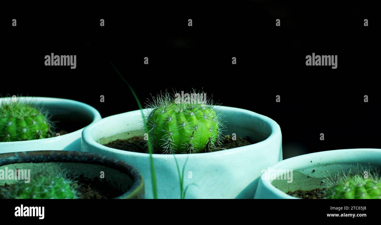 Huge varieties of rare exotic succulents and cactus plants available in ...