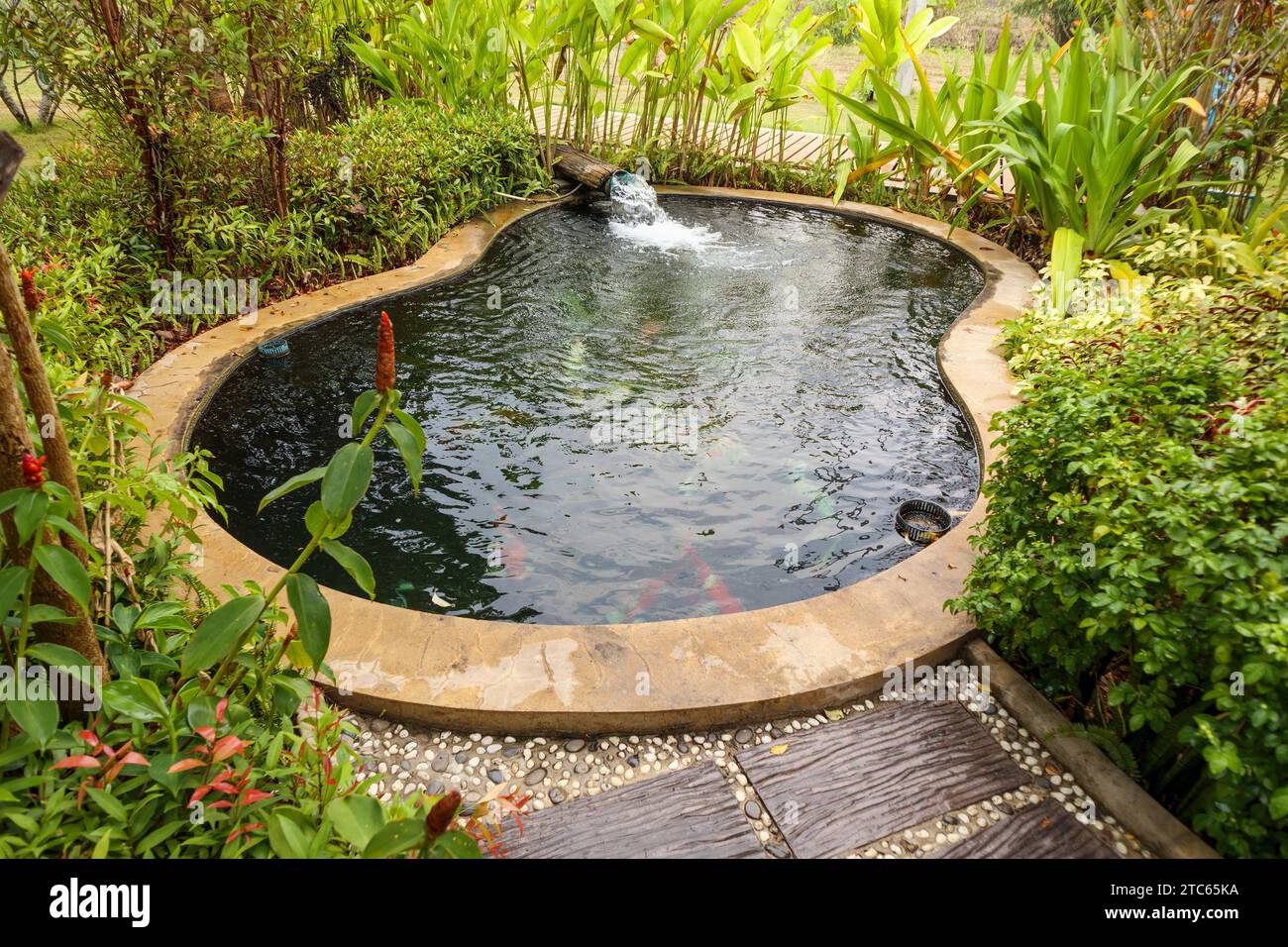 Colorful fishes backyard pond garden hi-res stock photography and ...