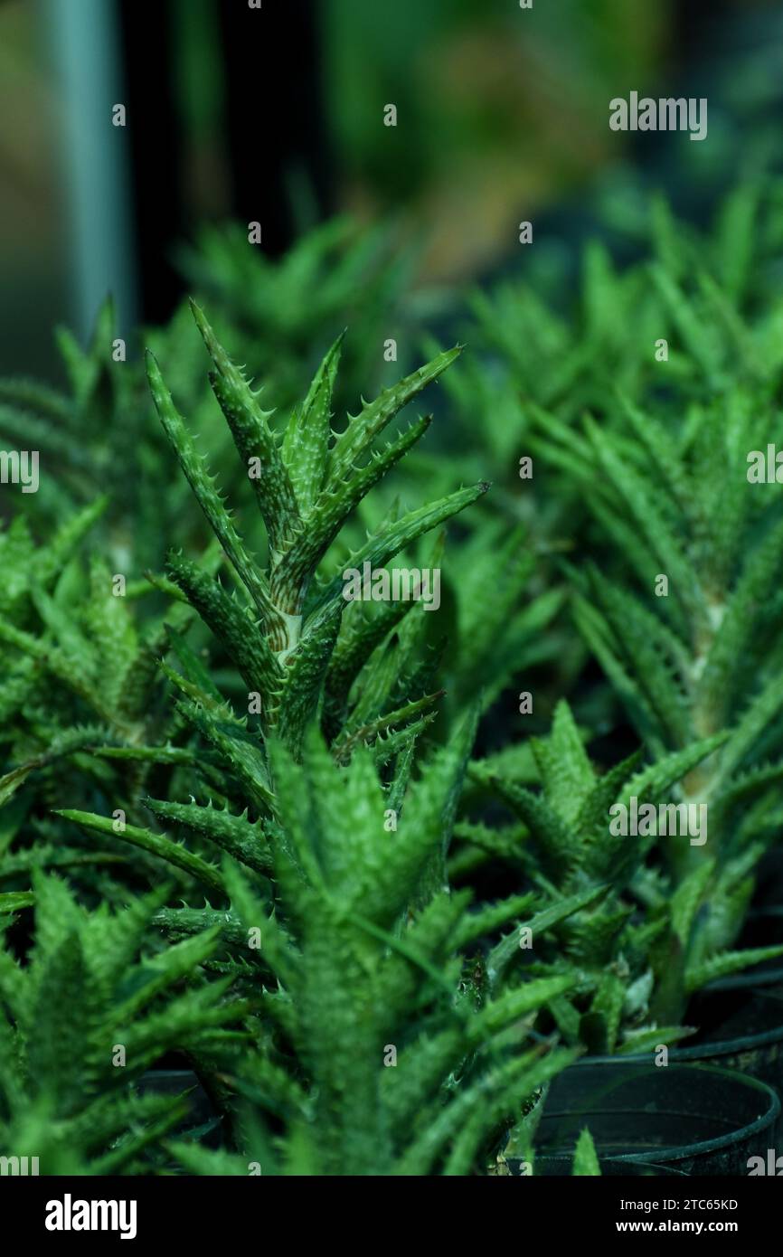 Huge varieties of rare exotic succulents and cactus plants available in ...