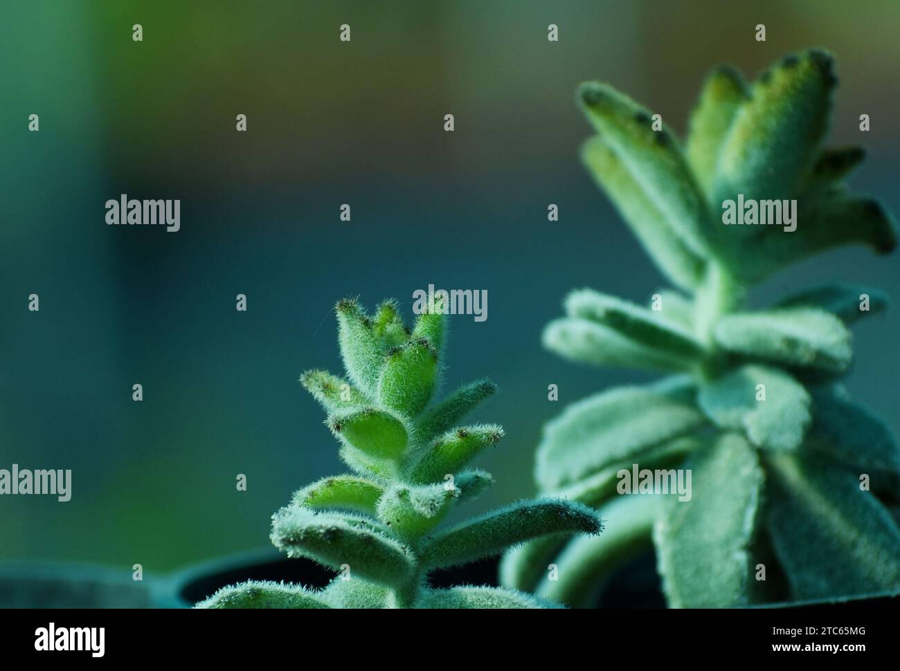 Huge varieties of rare exotic succulents and cactus plants available in ...