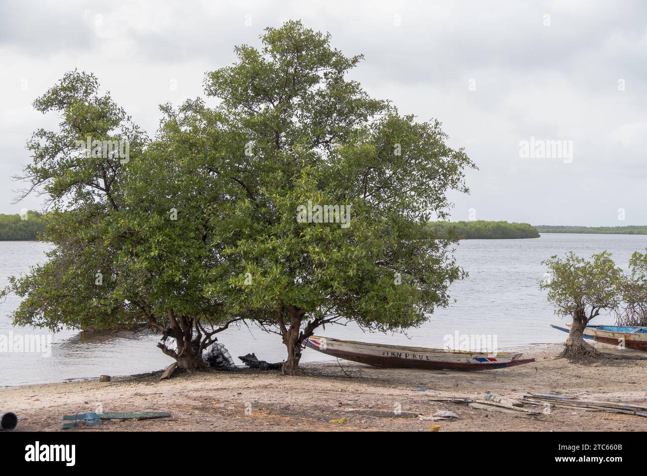 Canoes next to some trees on the banks of the Saloum Delta rivers, in ...